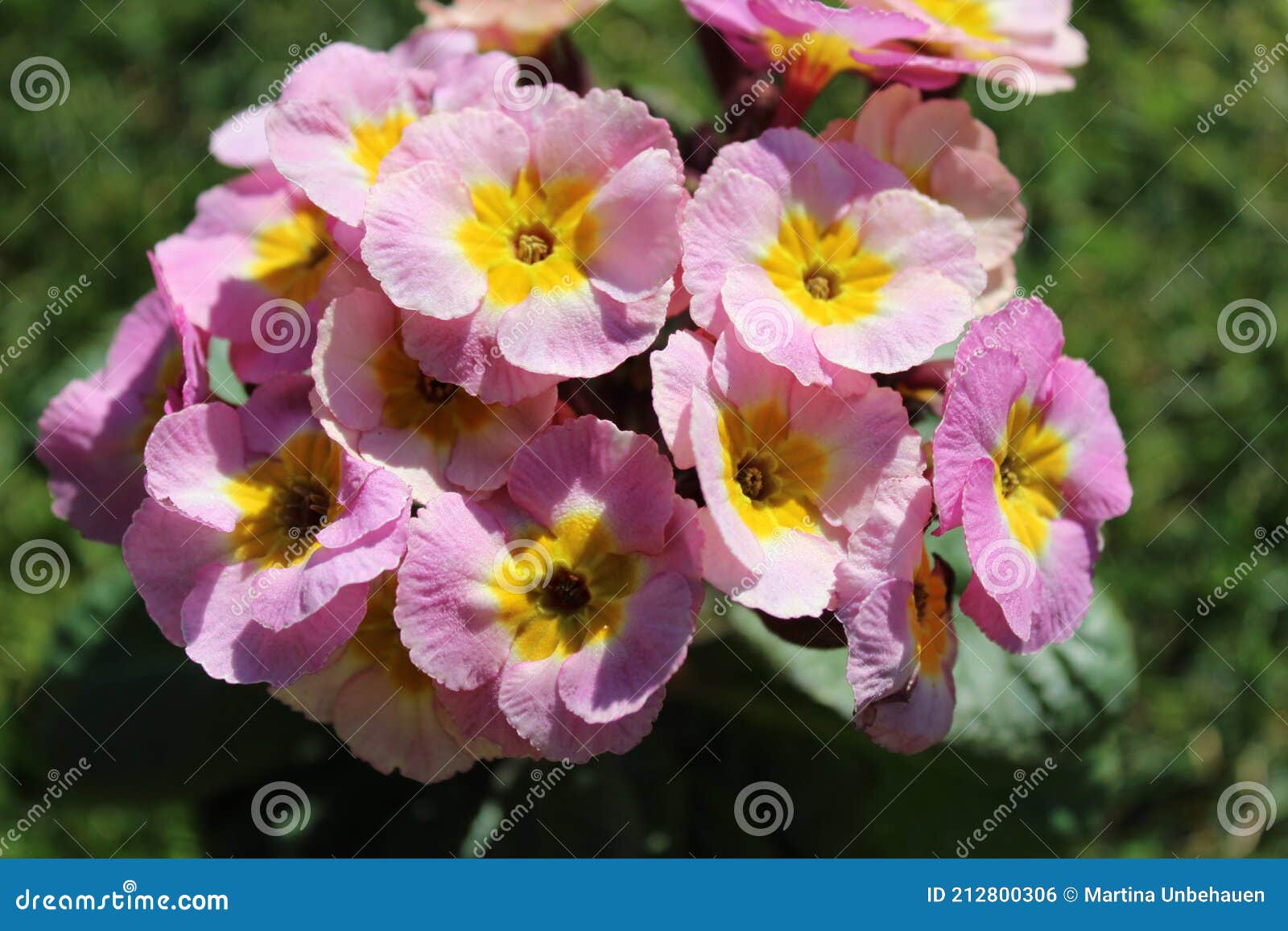 Pink Primrose in the Garden Stock Photo - Image of april, garden: 212800306
