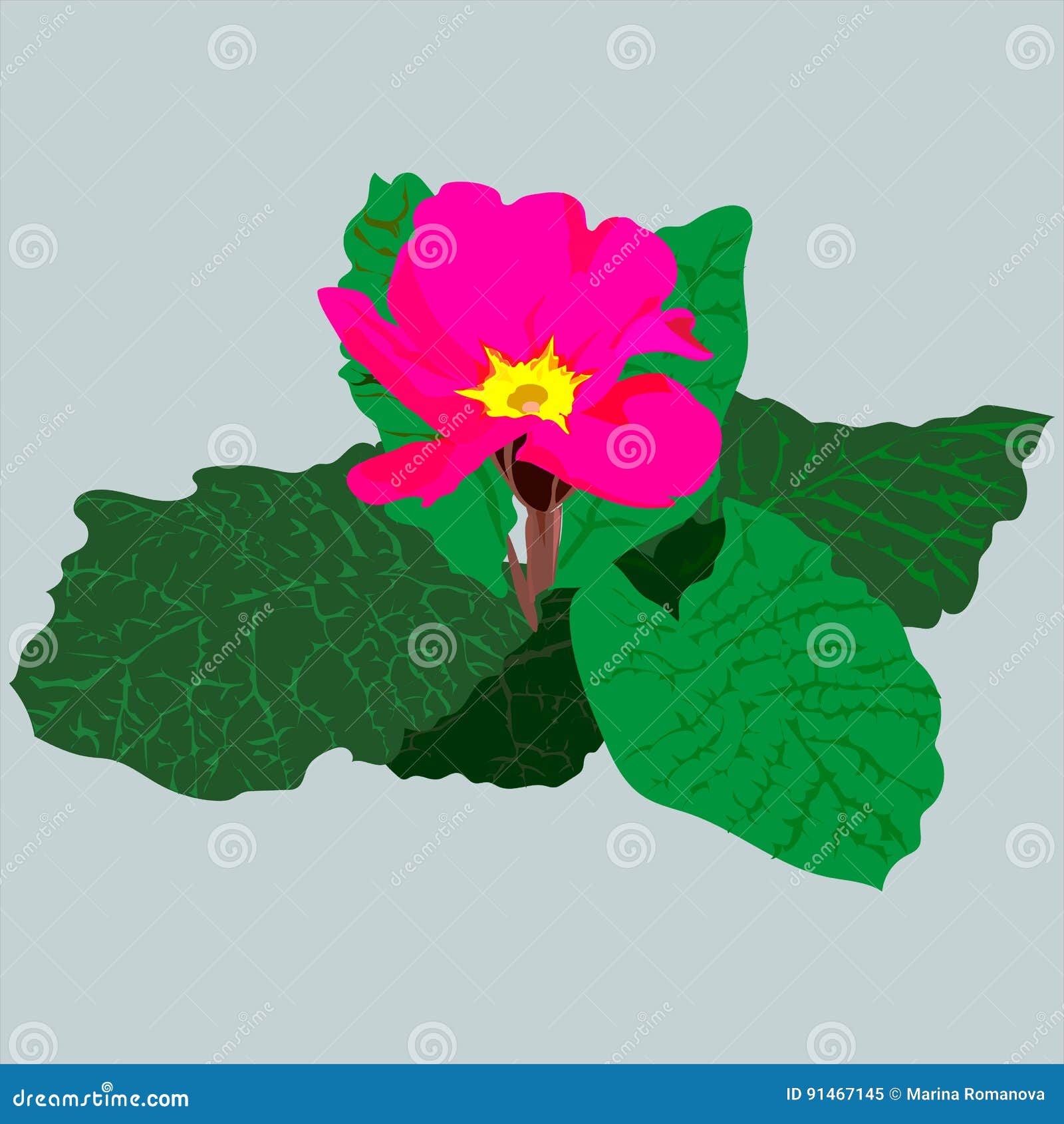 Pink Primrose with Green Leaves Stock Vector - Illustration of ...