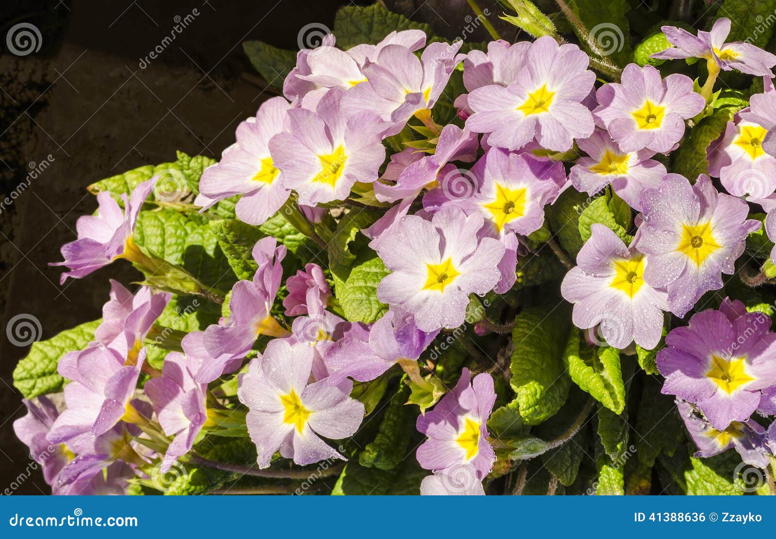 Pink Primrose Illuminated by Spring Sun Stock Photo - Image of annual ...
