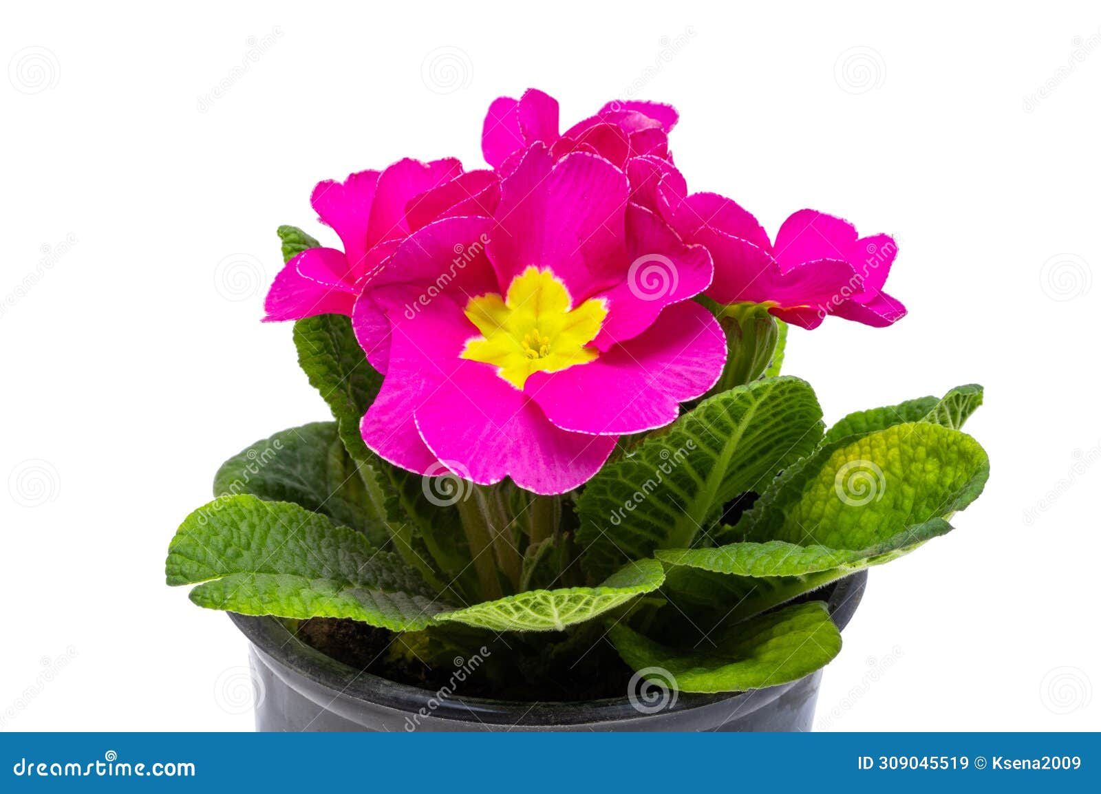 Pink primrose isolated stock image. Image of object - 309045519