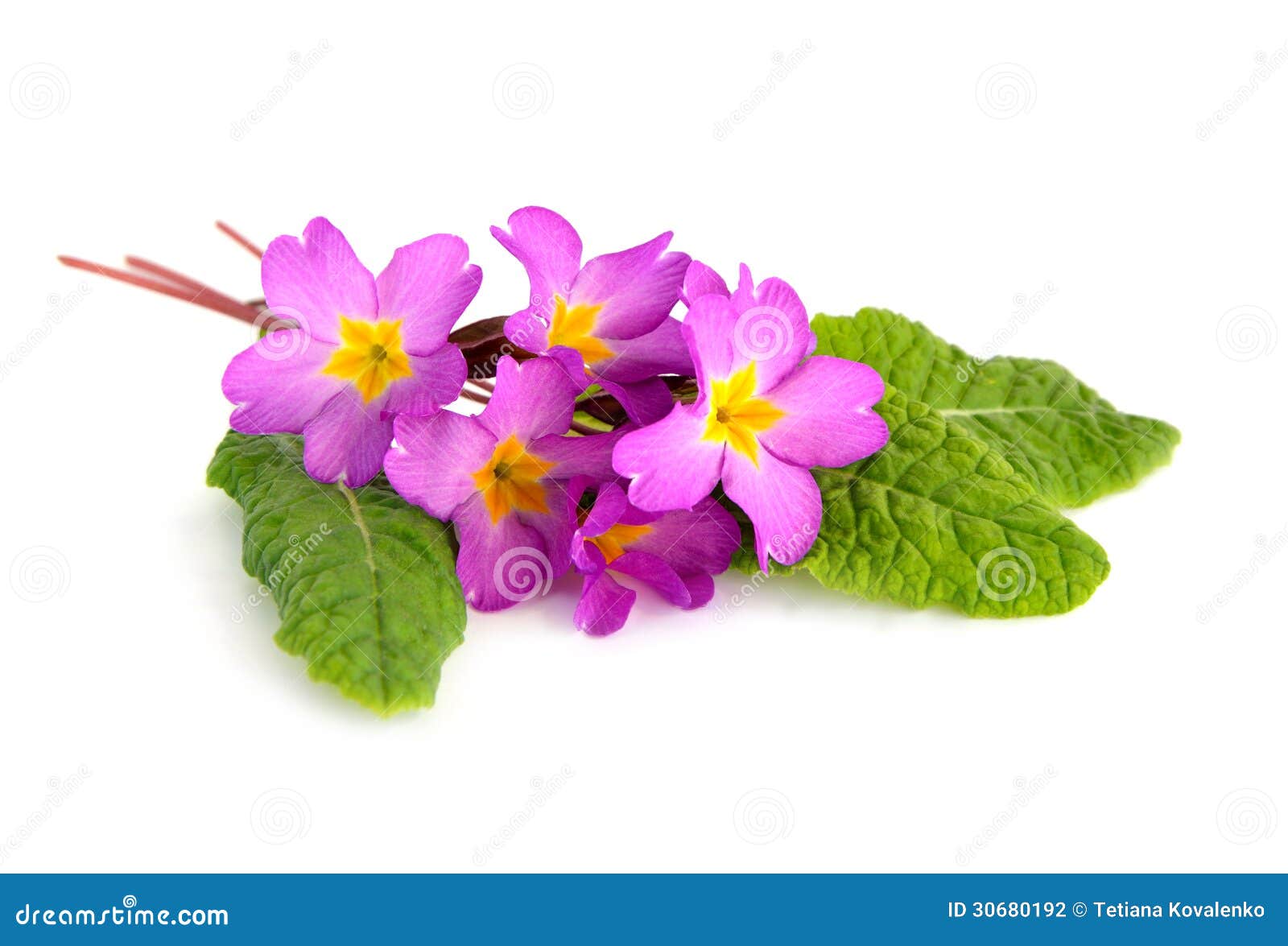 Pink primrose stock photo. Image of petal, houseplant - 30680192