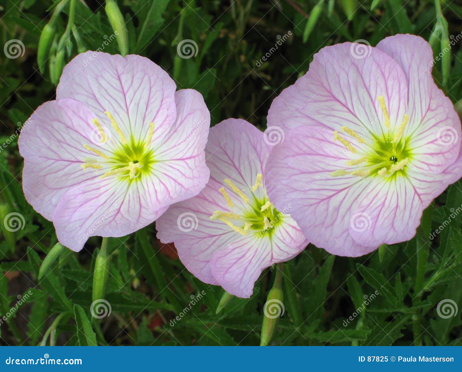 Pink Primroses stock image. Image of flower, primrose, warm - 87825