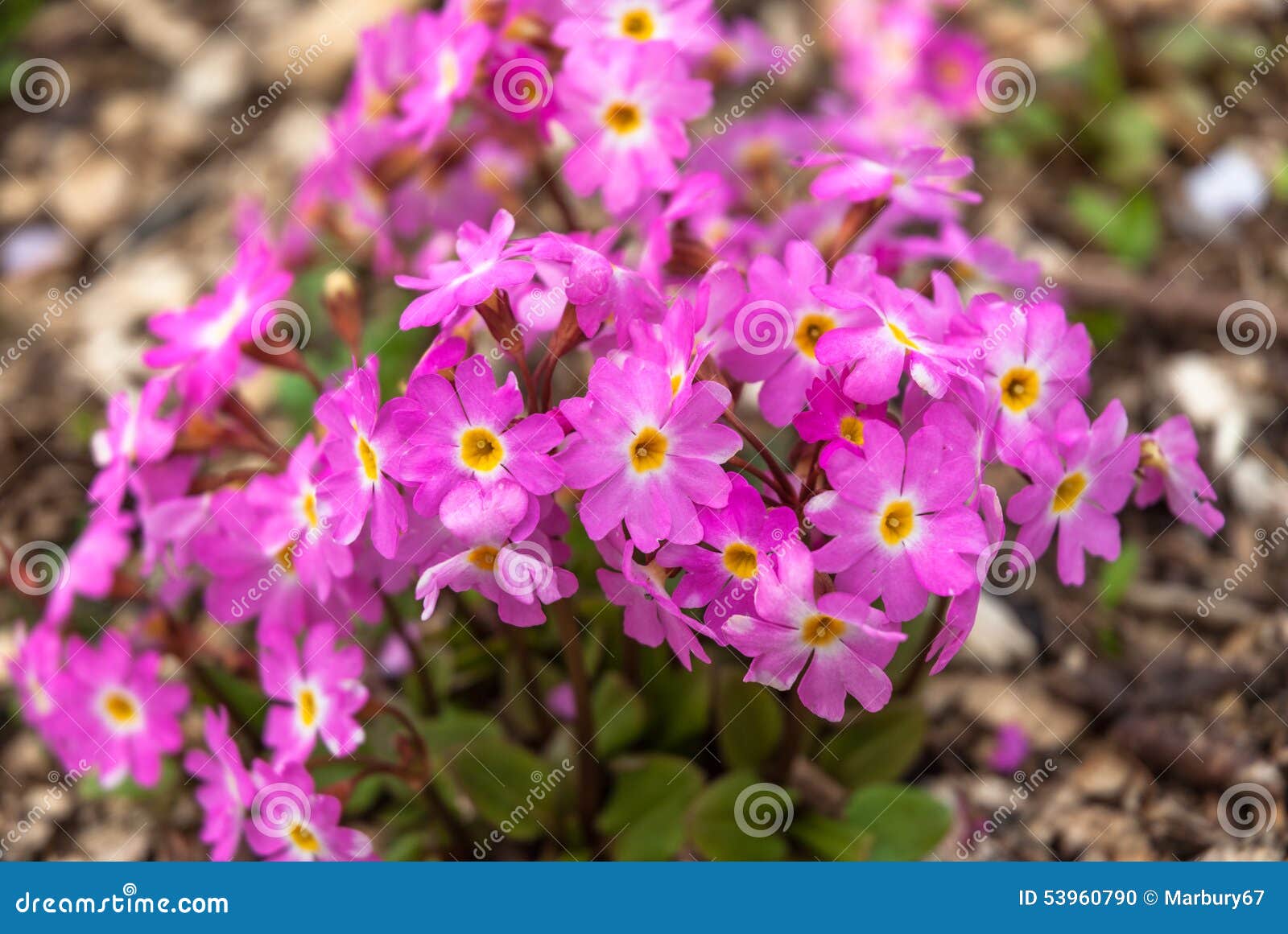 Pink Primula stock photo. Image of macro, blossom, petals - 53960790