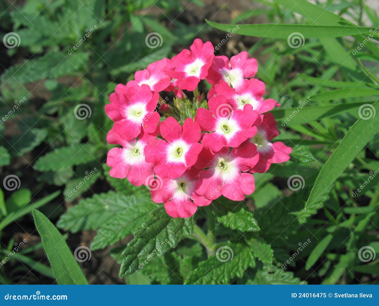 Pink primula auricula stock image. Image of close, spring - 24016475
