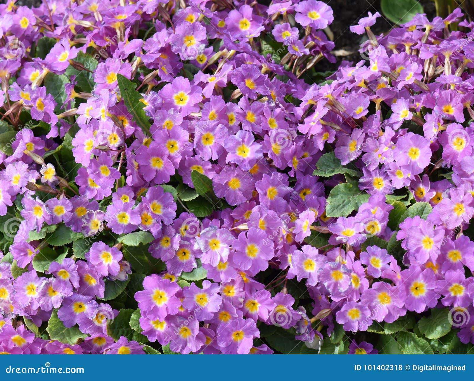 Pink primula stock photo. Image of decorative, blossom - 101402318