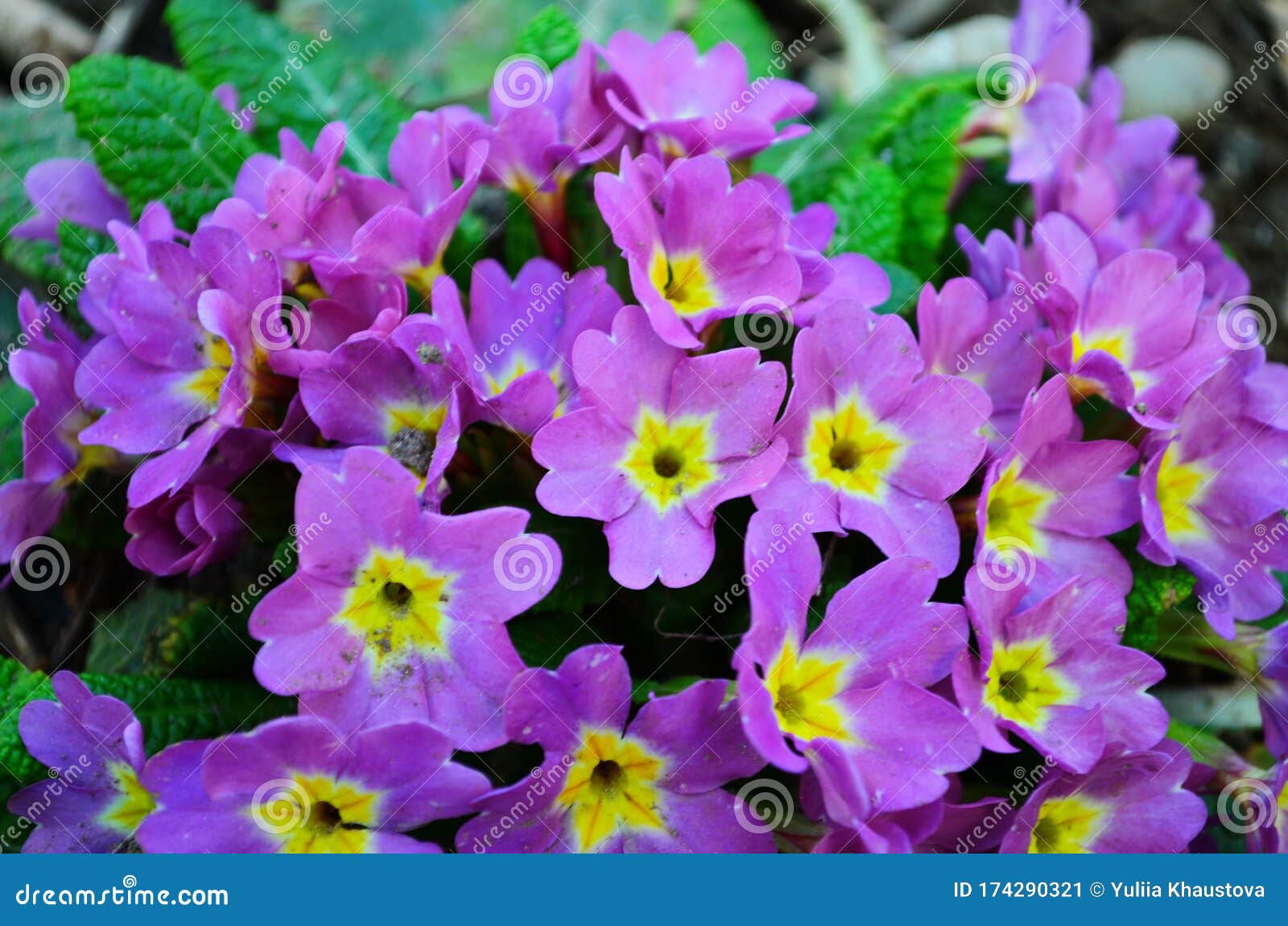 Pink Primula Flowers at Spring. Close Up First Flowers Stock Image ...
