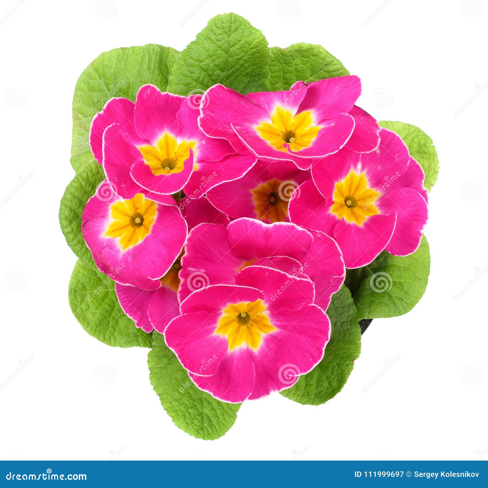 Pink Primula Polyanthus Isolated on White. Top View Stock Image - Image ...