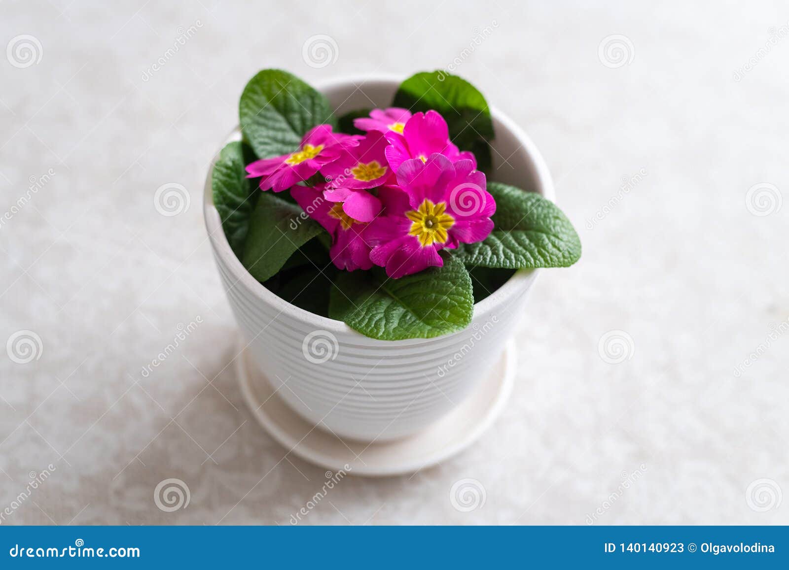 Pink Primula in a Pot in Interior Stock Image - Image of stand, object ...