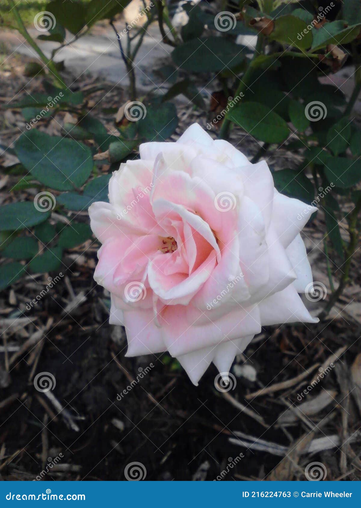 Pink princess rose stock image. Image of pink, petal - 216224763