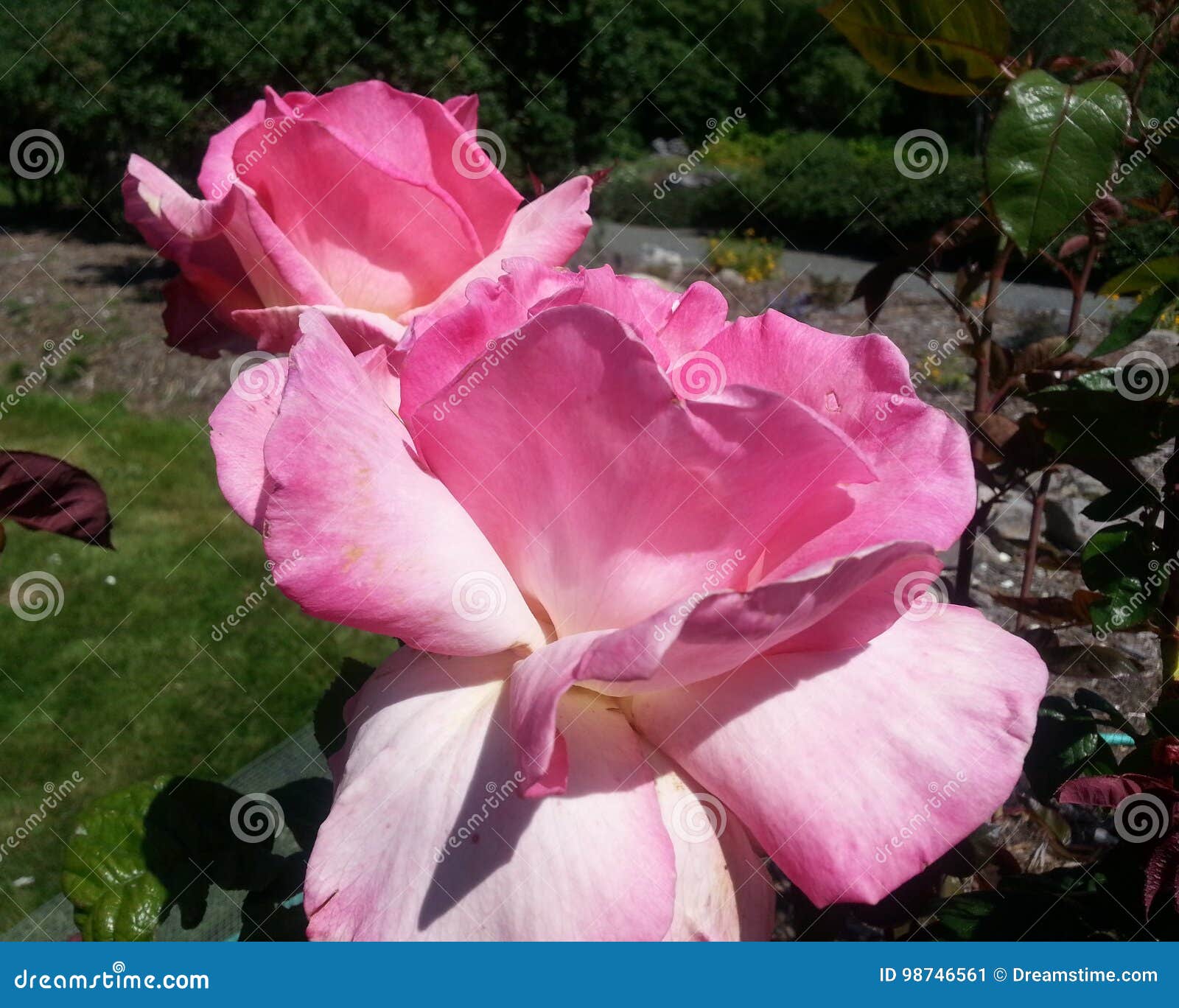 Pink Promise Rose stock image. Image of ideal, bright - 98746561