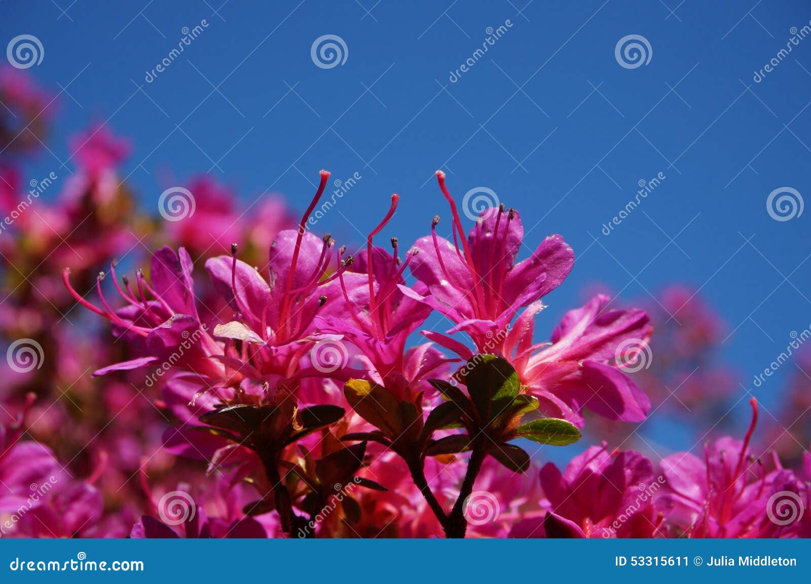 Pink flowers blue sky stock image. Image of garden, spring - 53315611