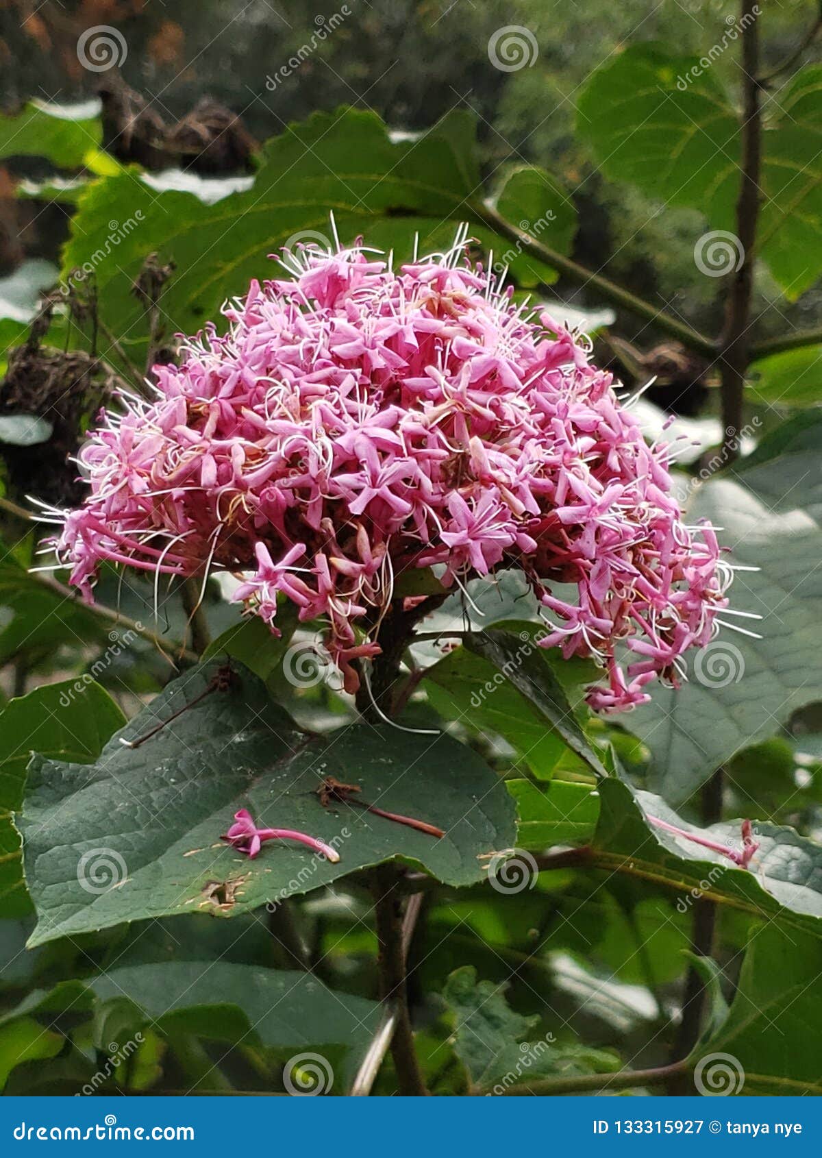 Pink Puff stock image. Image of flower, puff, blooms - 133315927