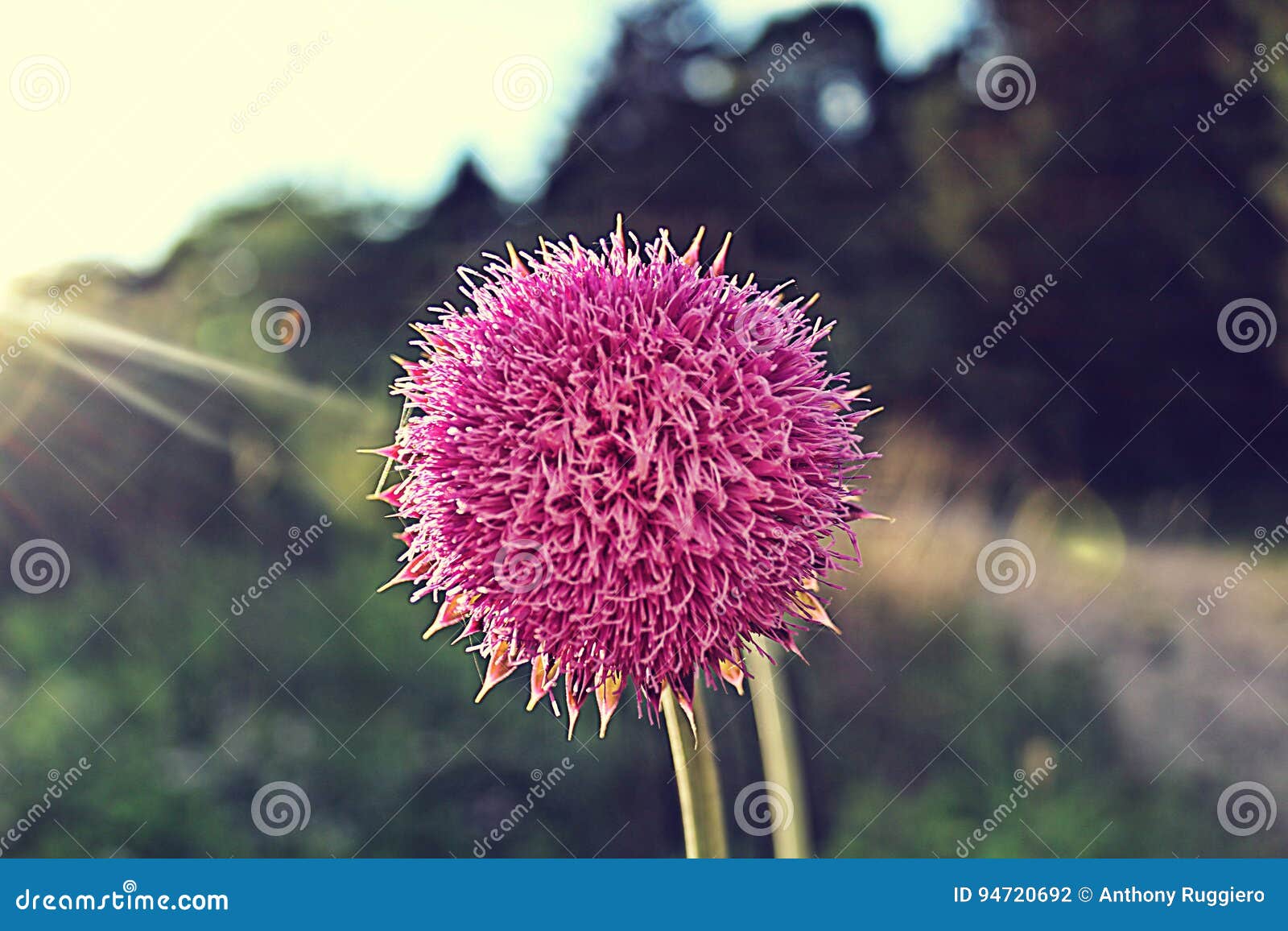 Pink puffy flower stock photo. Image of micro, pink, nature - 94720692