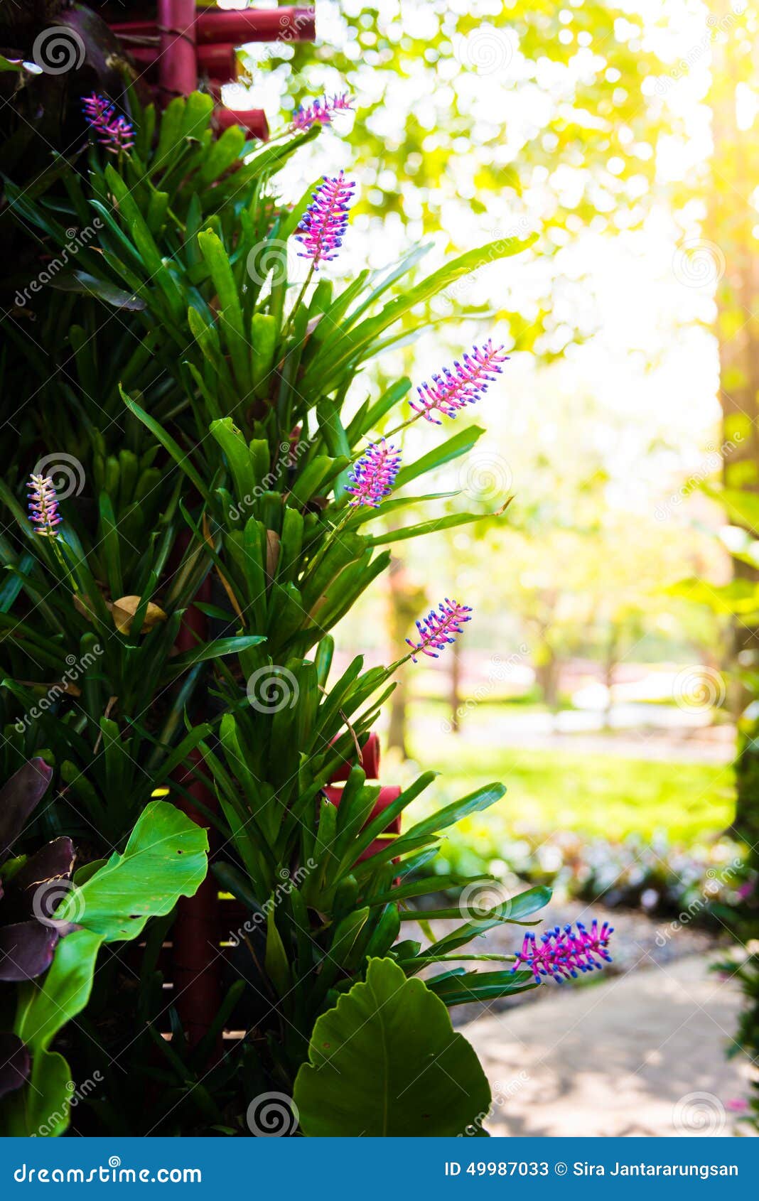 Pink Purple Bromeliad Flower in Bloom in Springtime Stock Image - Image ...