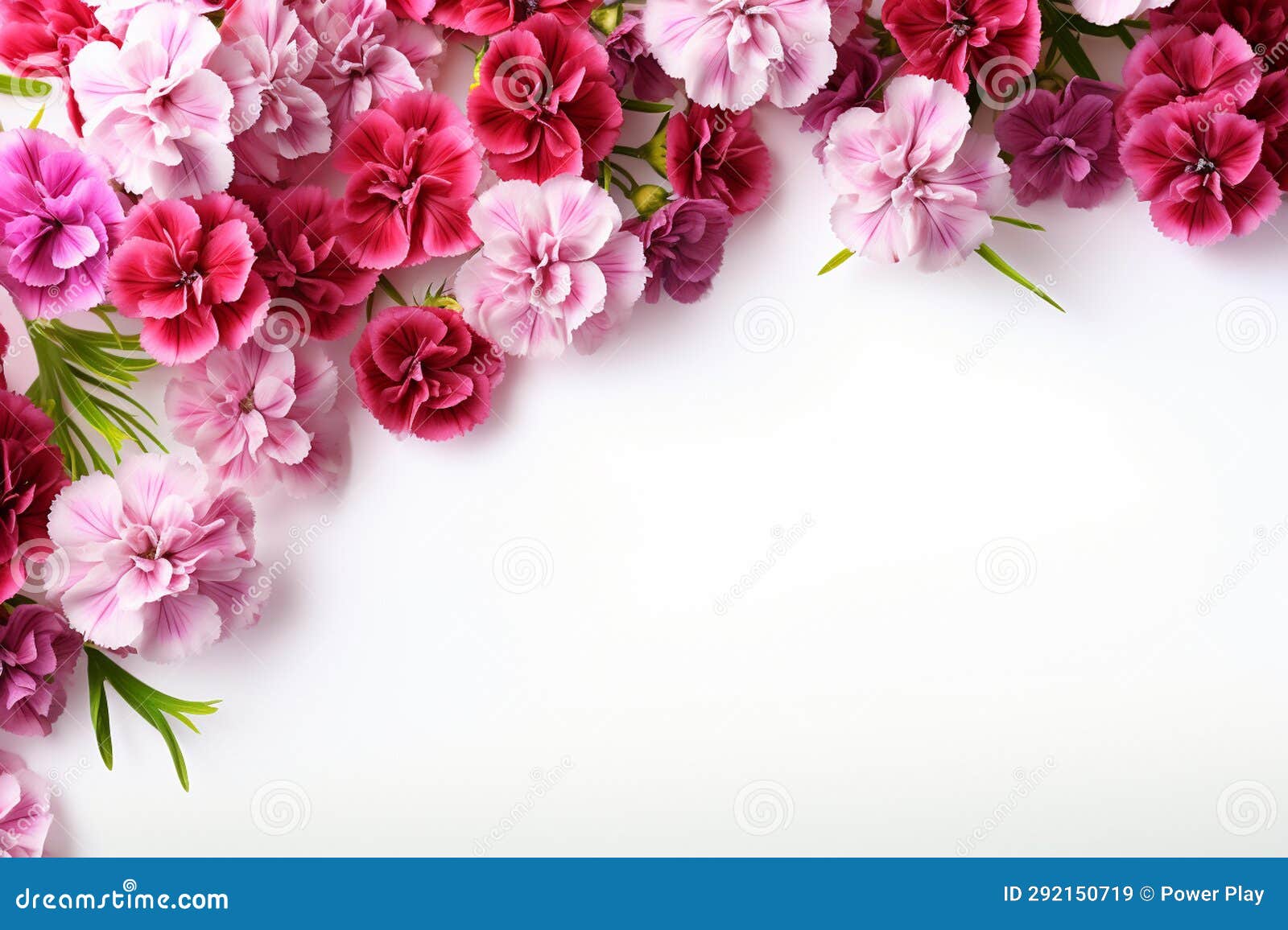 Pink and Purple Carnation Flowers Border on White Background with Copy ...