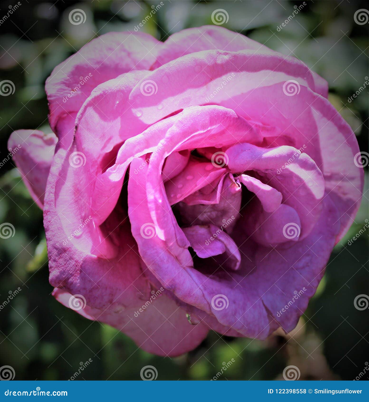 David Austin Rose stock photo. Image of chocolate, currant - 122398558