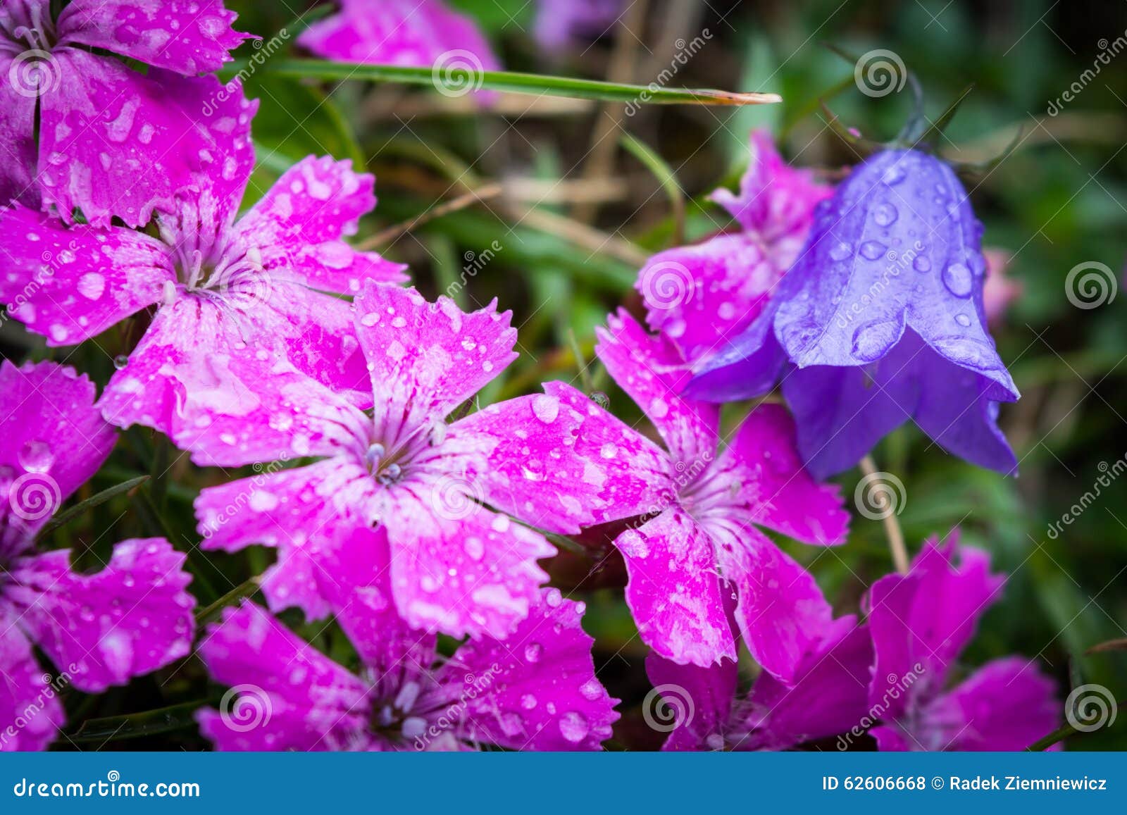 Romanian Bellflower Stock Photos - Free & Royalty-Free Stock Photos ...