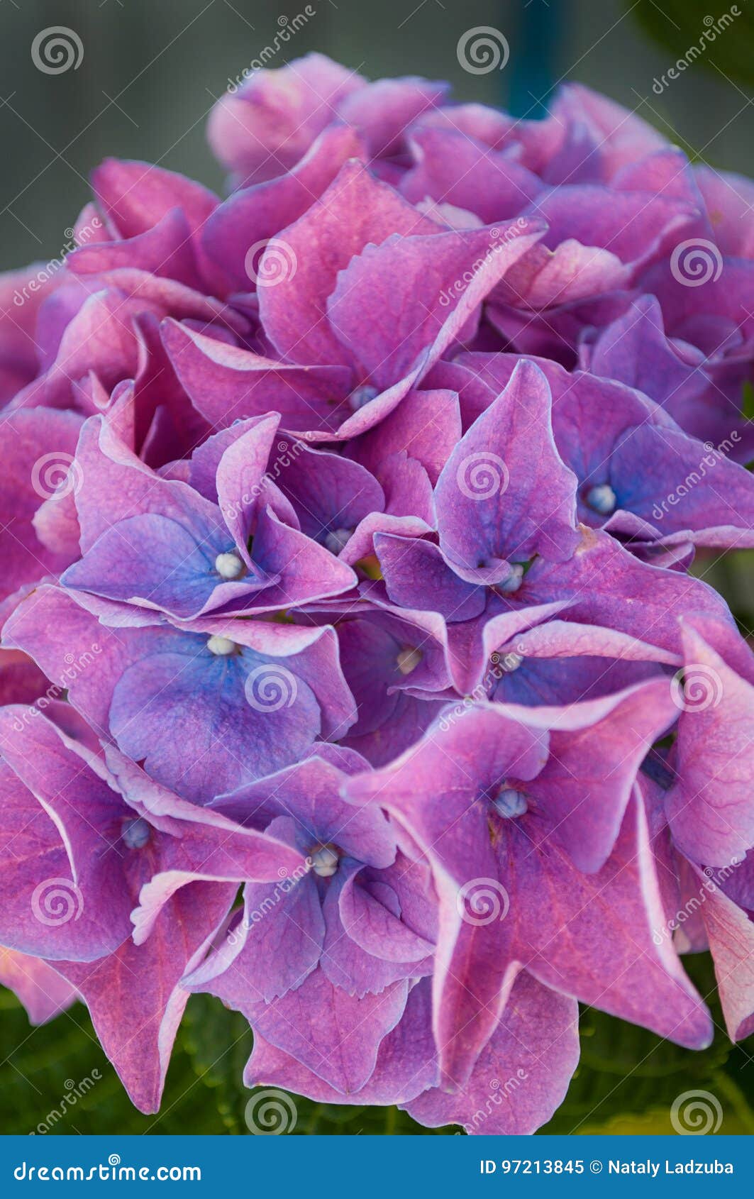 Pink purple hydrangea stock image. Image of beautiful - 97213845