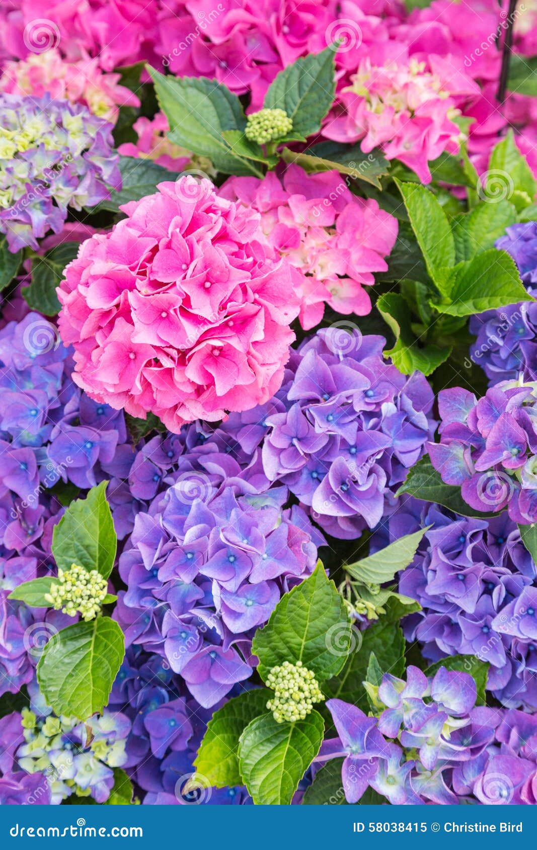 Pink and purple Hydrangea stock image. Image of nature - 58038415