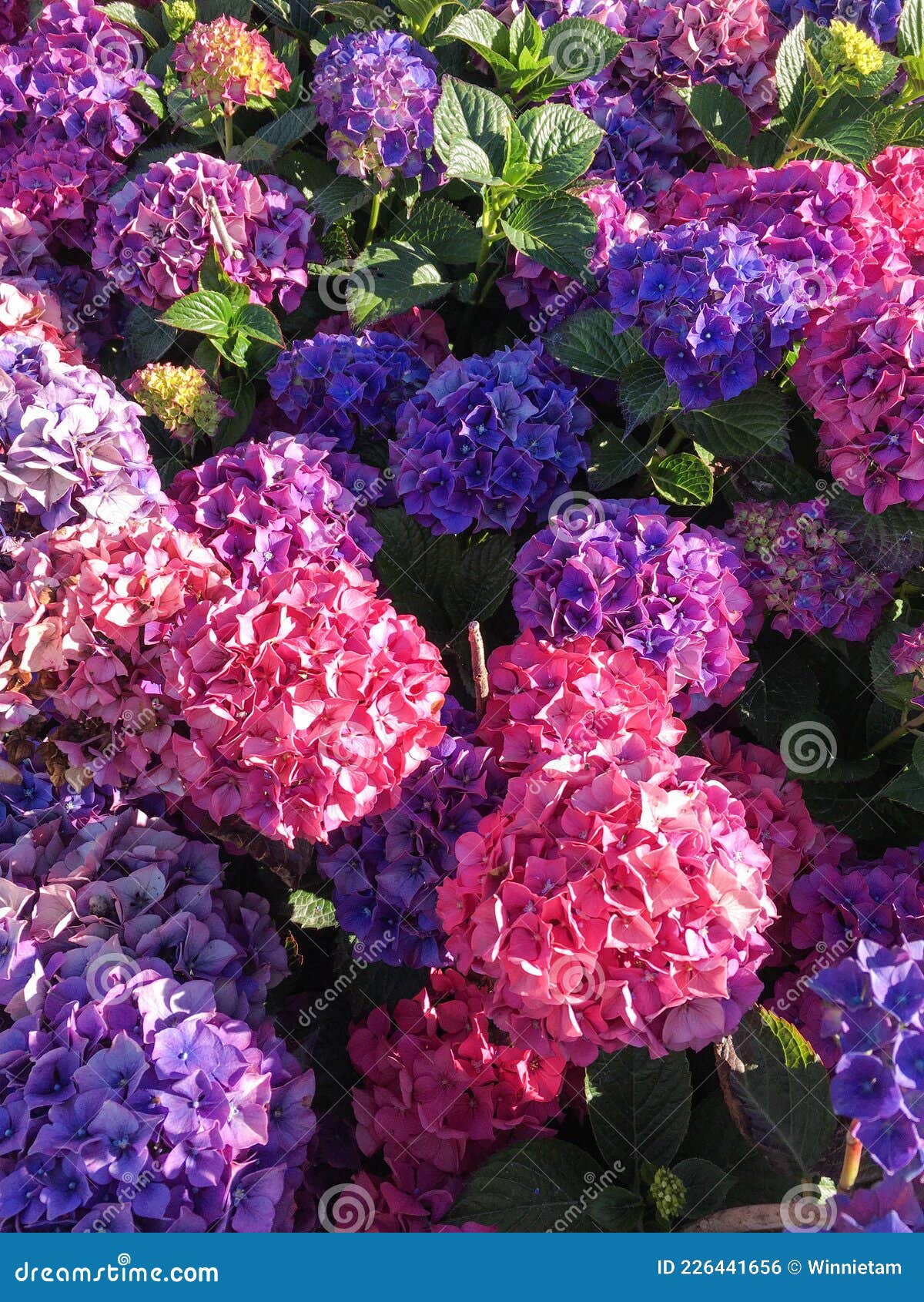 Pink and purple hydrangeas stock photo. Image of flowering - 226441656