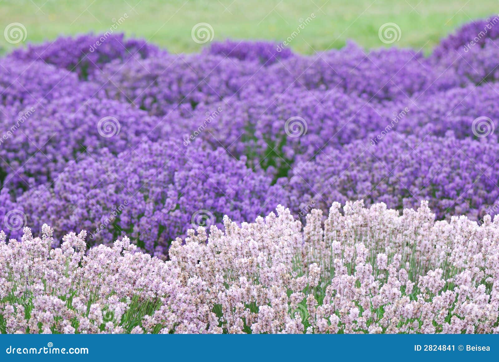 Pink and Purple Lavender stock image. Image of plant, relaxation - 2824841