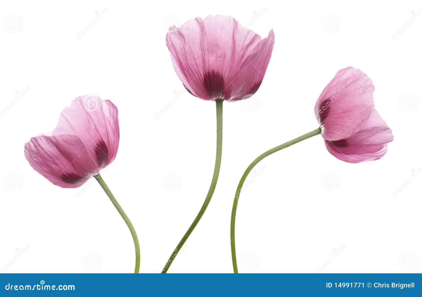 Pink Purple Poppies stock image. Image of studio, background - 14991771