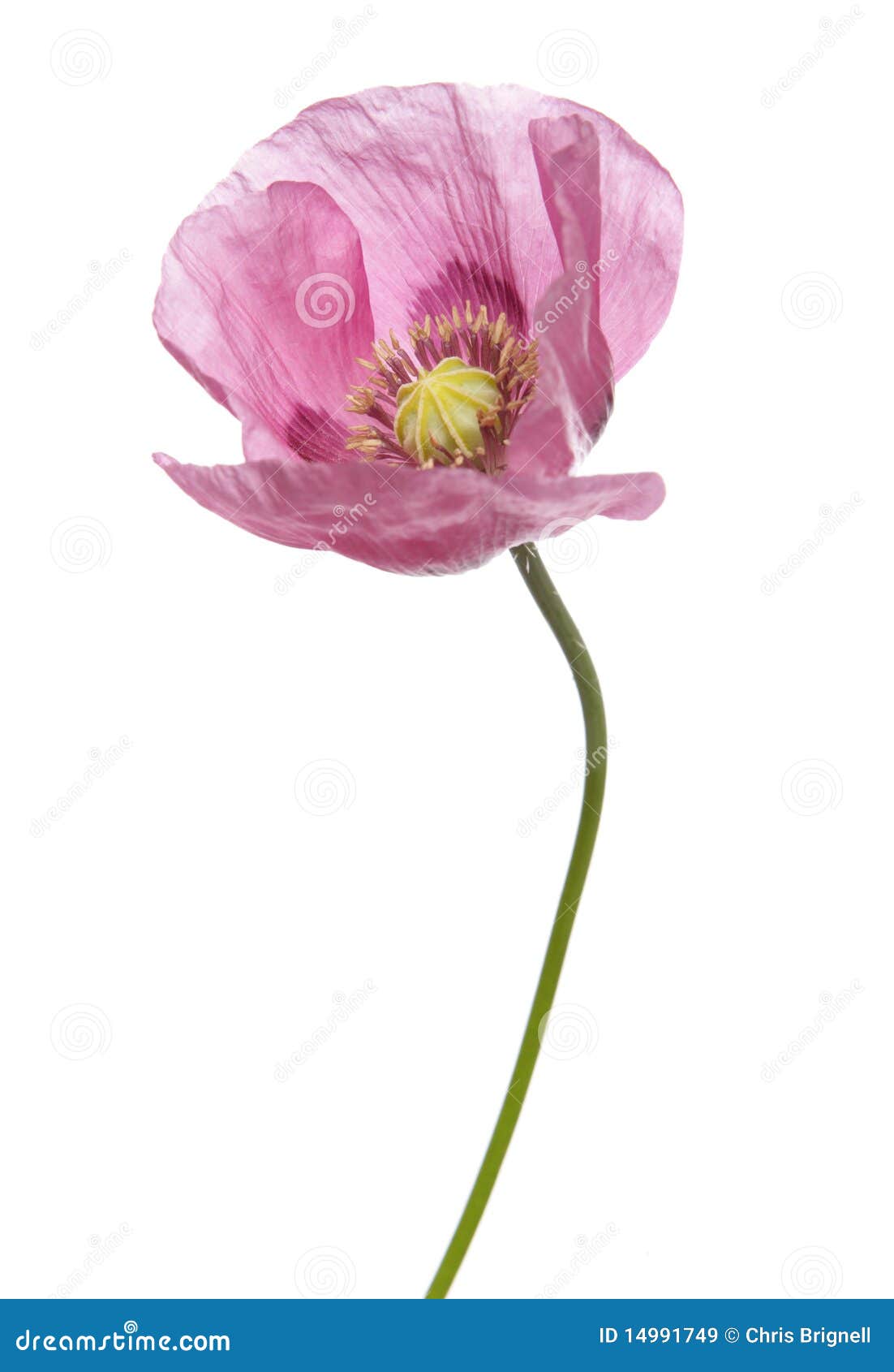 Pink Purple Poppy stock image. Image of opium, purple - 14991749