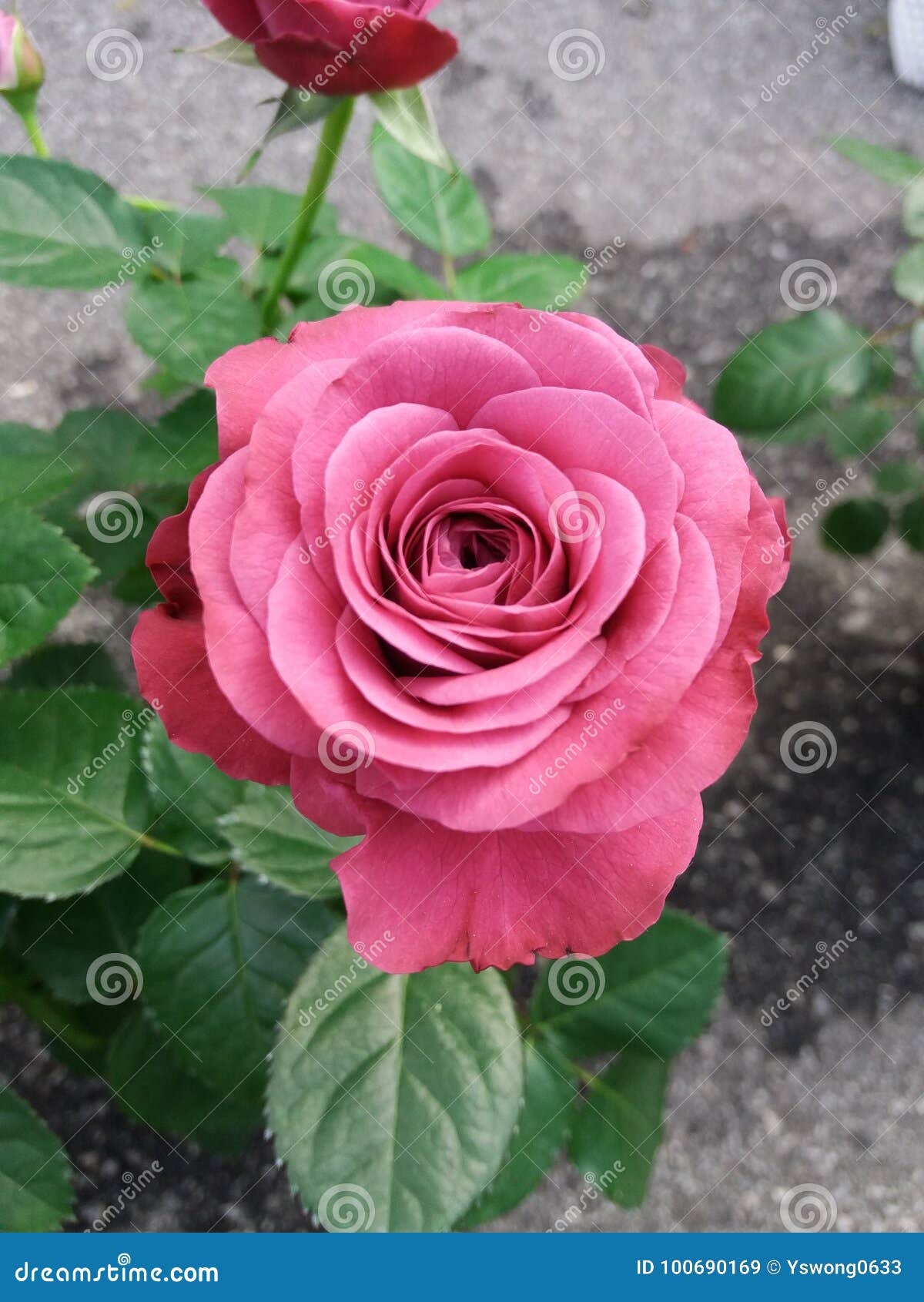 Pink Purple rose stock image. Image of blooming, green - 100690169