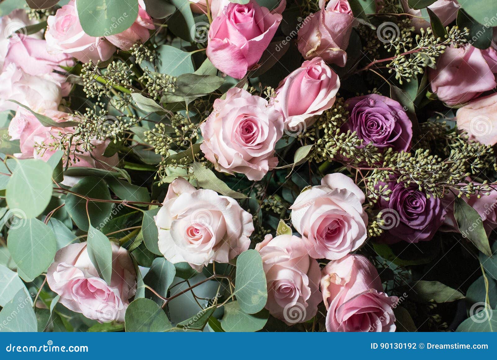 Pink and Purple Roses stock photo. Image of lots, purple - 90130192
