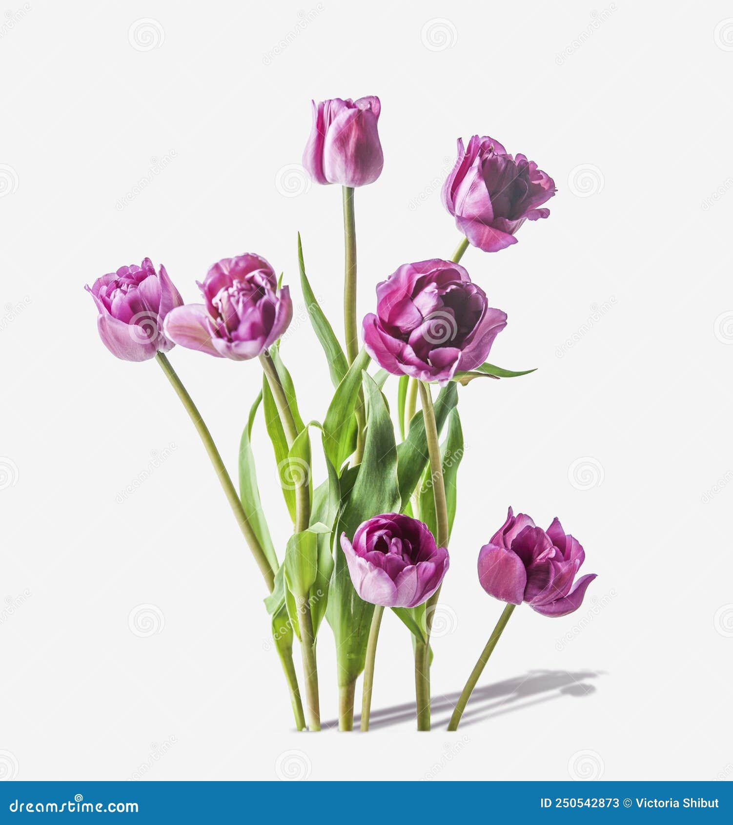 Pink Purple Tulips Bunch Standing on White Background with Shadow ...