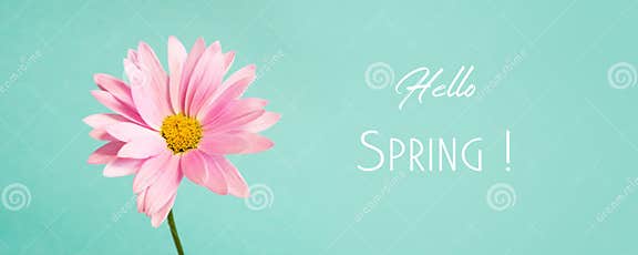 Pink Pyrethrum Flowers on Blue. Pink Daisy. Hello Spring Stock Image ...