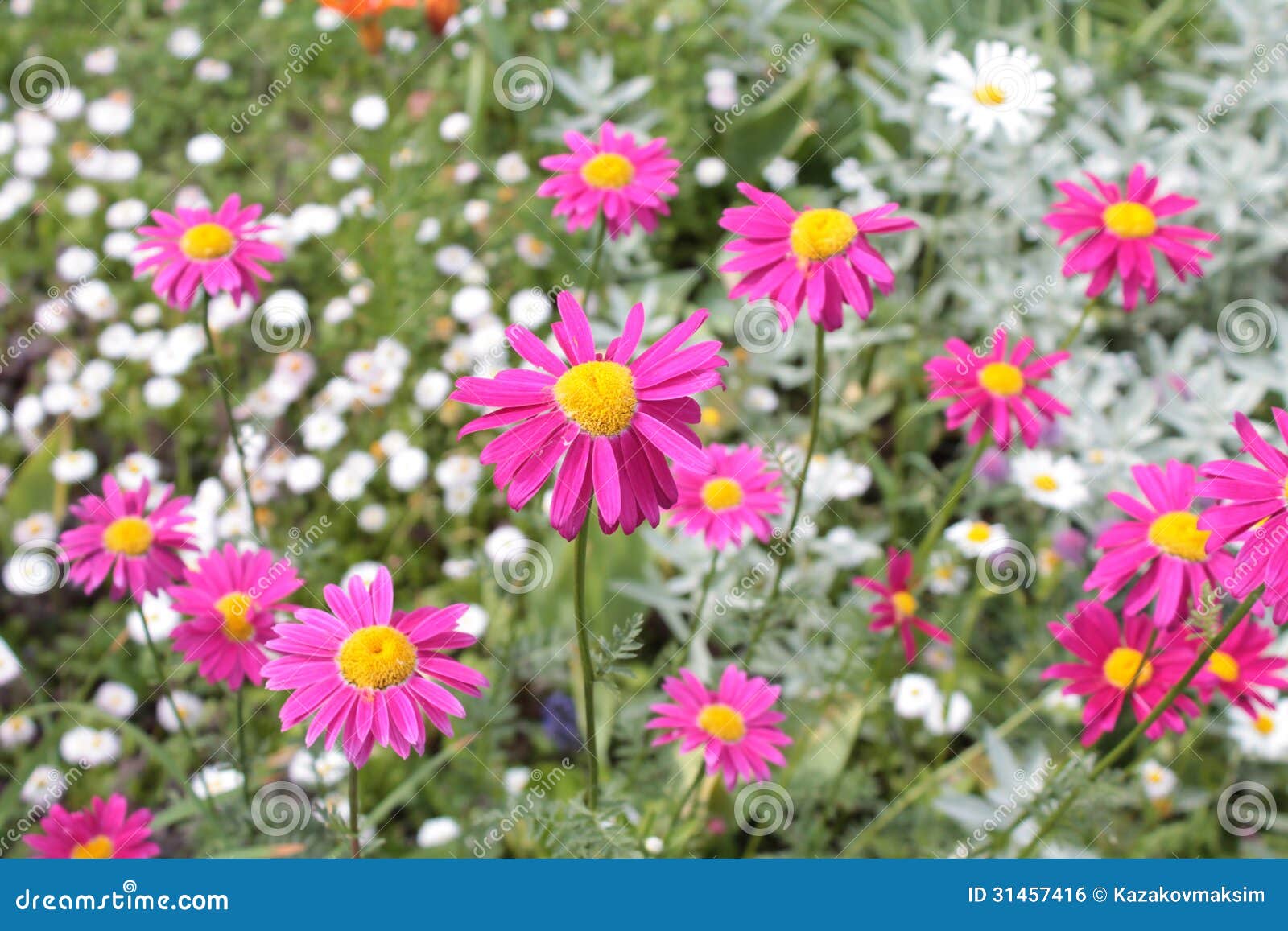 Pink Pyrethrum (Pyrethrum Coccineum) Stock Photo - Image of ...