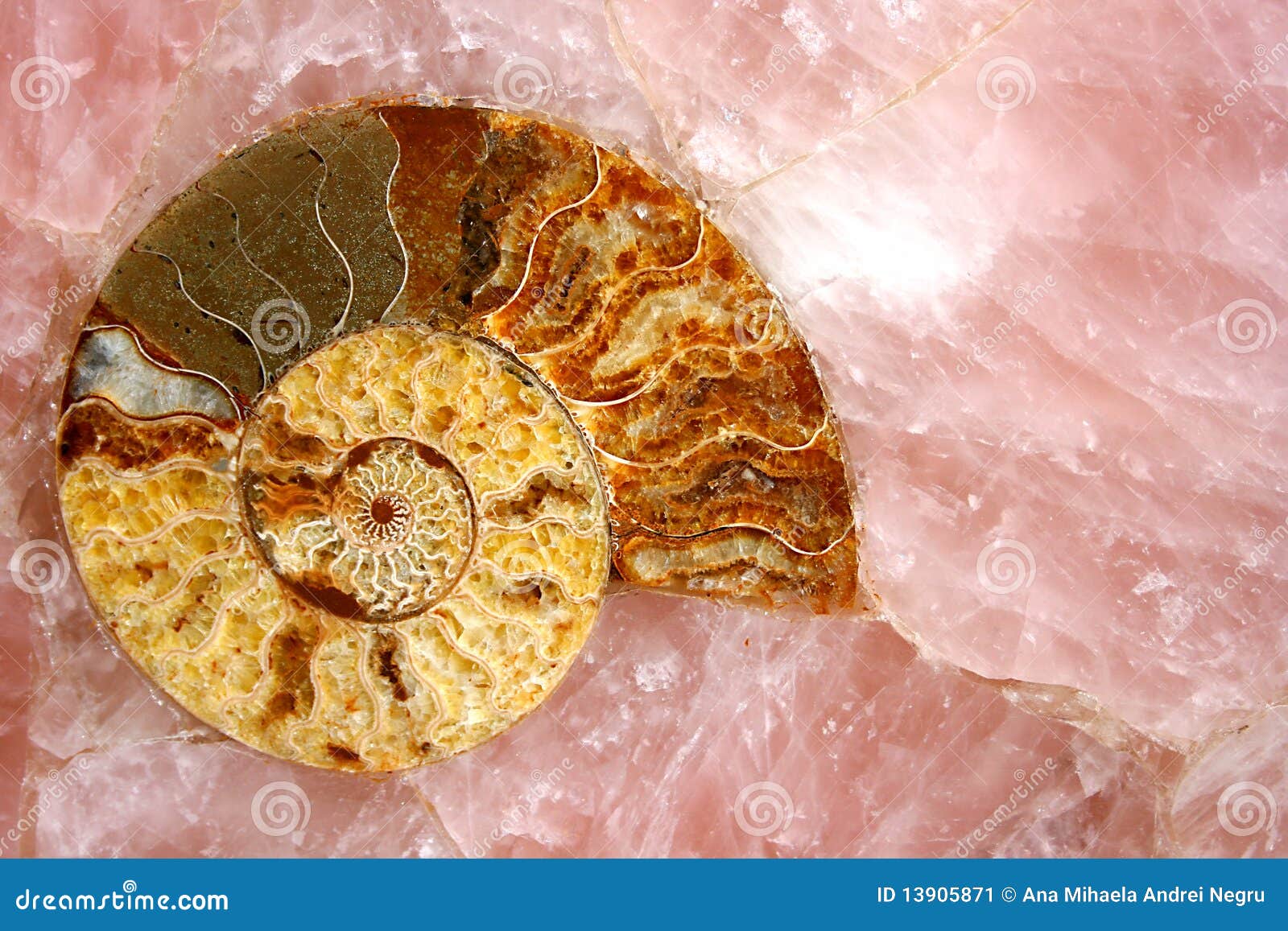 Pink Quartz with Amonyte Fossil Stock Image - Image of petrified ...