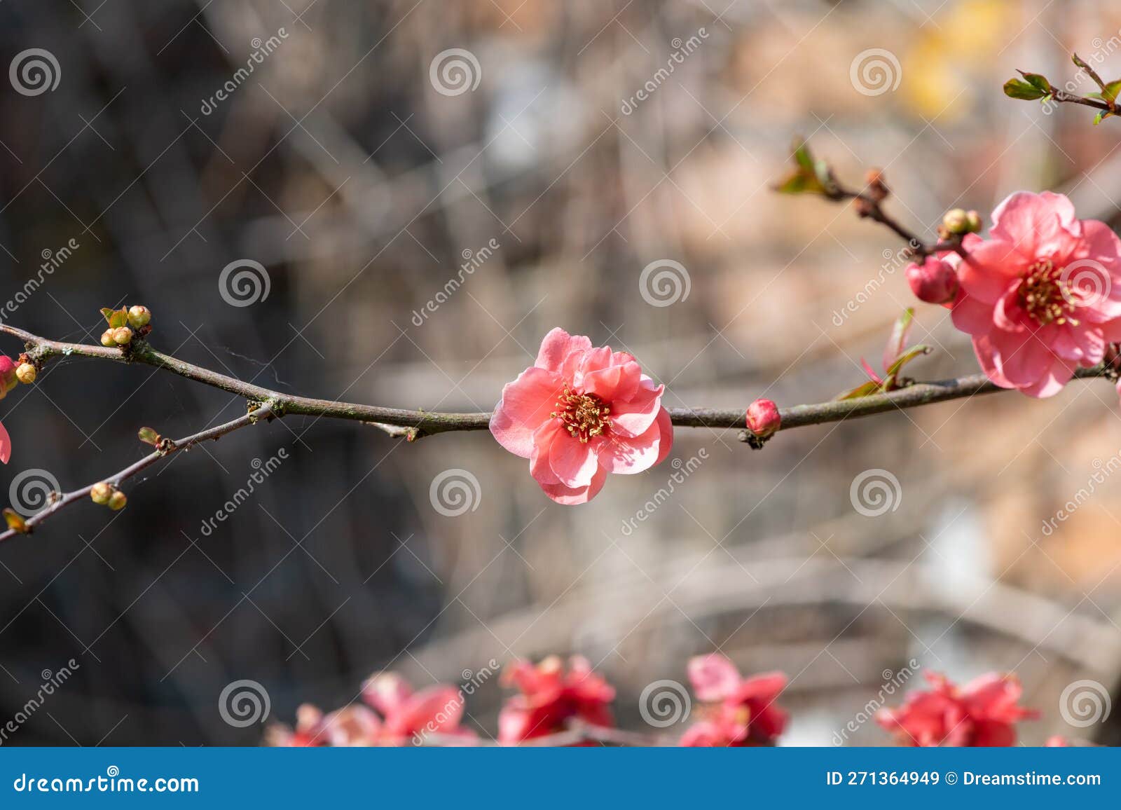 Pink quince flowers stock image. Image of nature, cydonia - 271364949
