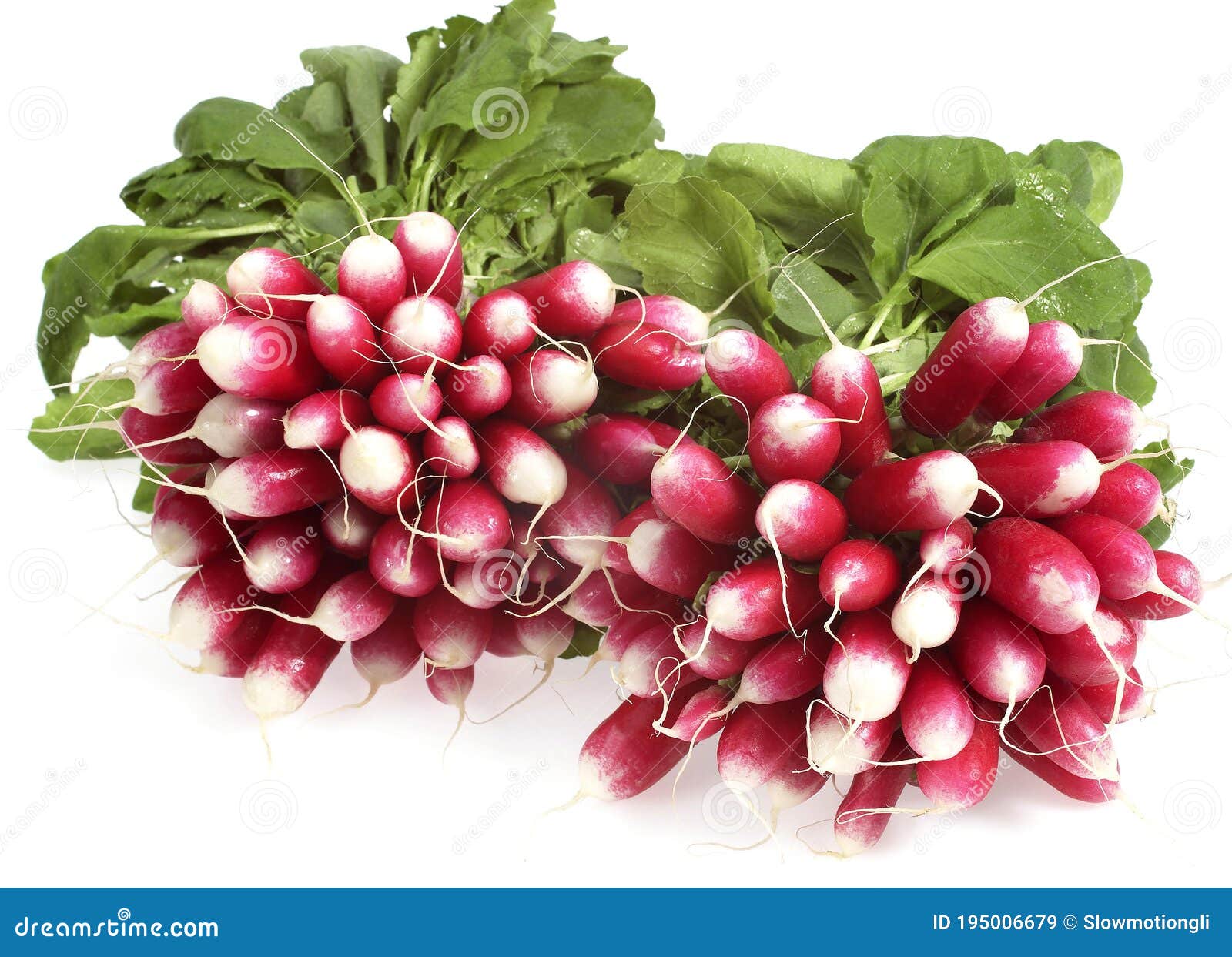 PINK RADISH Raphanus Sativus AGAINST with BACKGROUND Stock Image ...