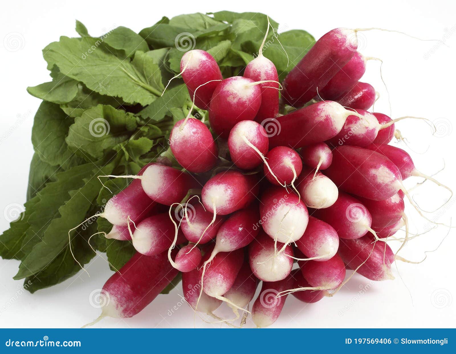 Pink Radish, Raphanus Sativus Against White Background Stock Photo ...
