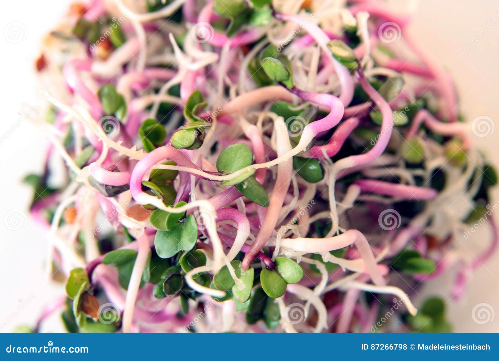 Pink radish sprouts stock photo. Image of microgreens - 87266798