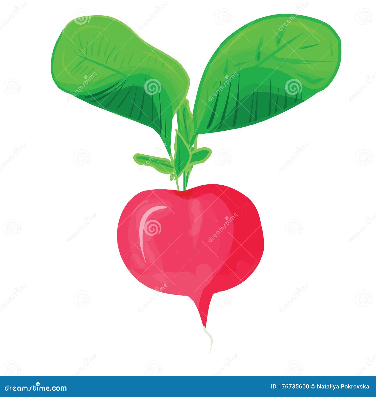 Pink Radish Vegetable Isolated on White Background. Vector Illustration ...