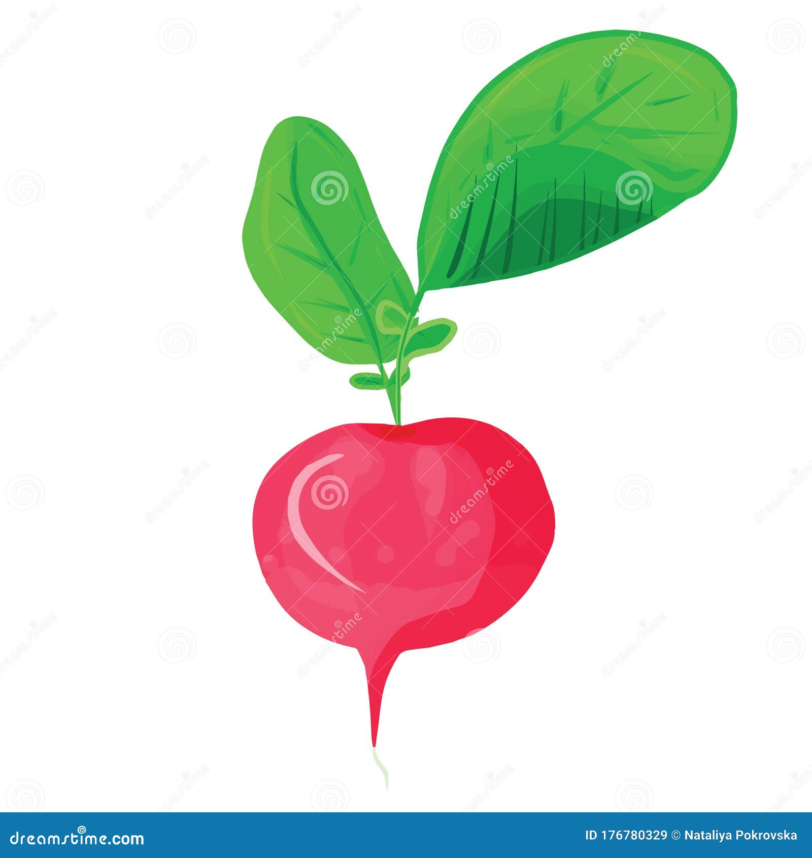 Radish Realistic Frame Illustration Cartoon Vector | CartoonDealer.com ...