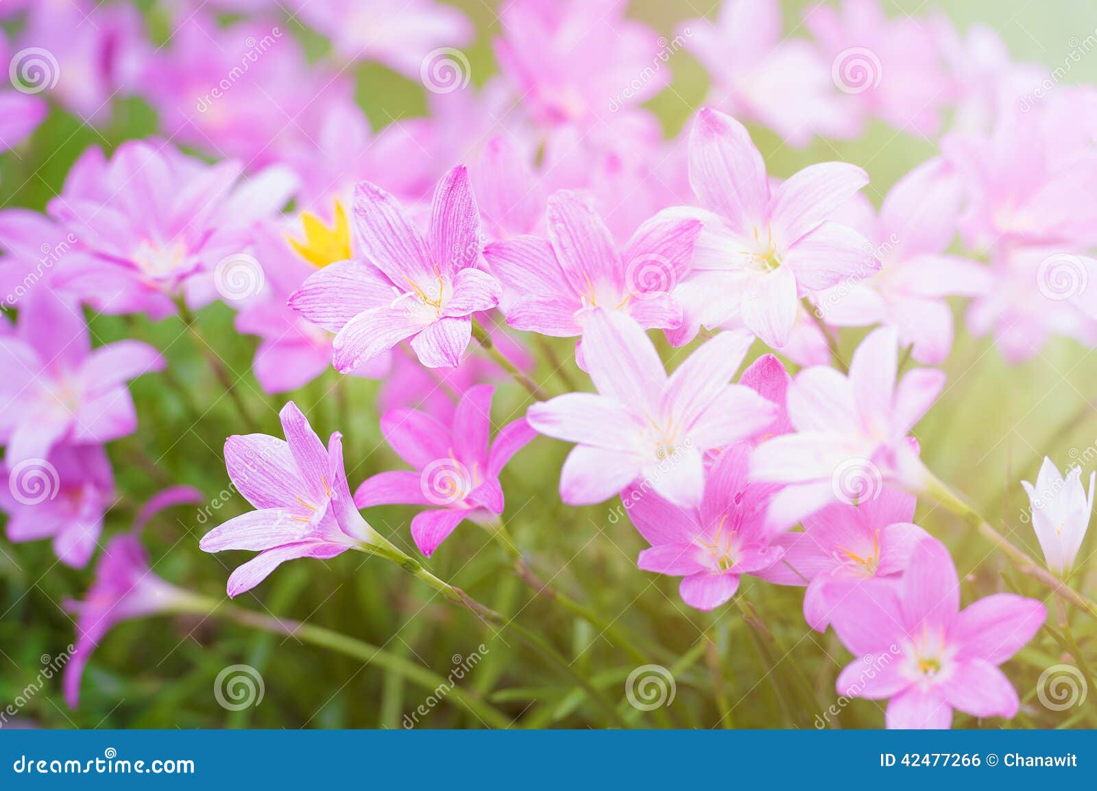 Pink Rain Lilly Blossom Flower with Sunflare Stock Photo - Image of ...