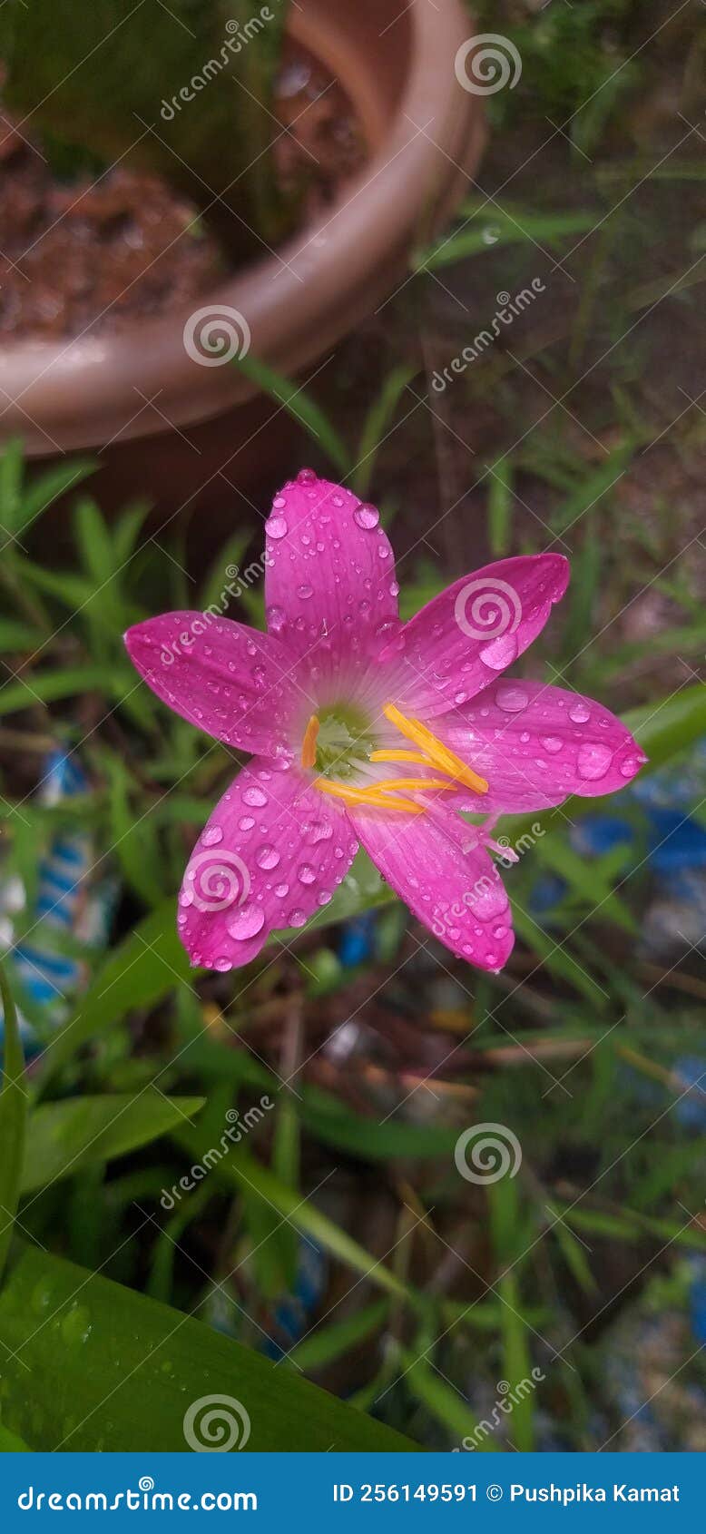 Pink rain Lily stock image. Image of pink, rain, rainfaill - 256149591