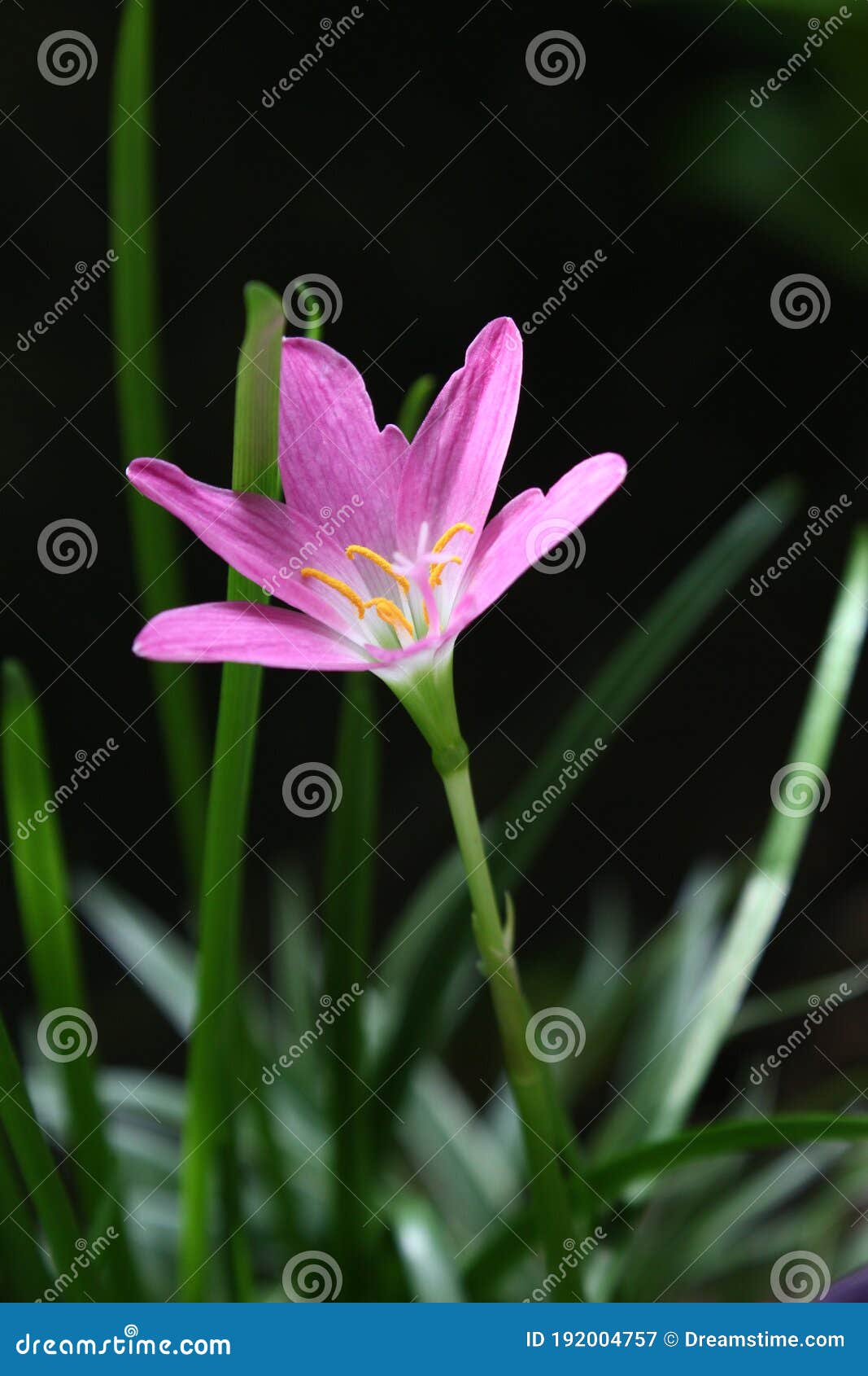 Pink Rain Lily Small Plants Stock Image - Image of strokes, small ...