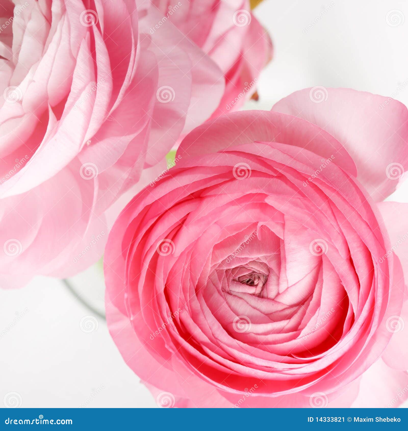 Pink Ranunculus stock image. Image of sunlight, bloom - 14333821