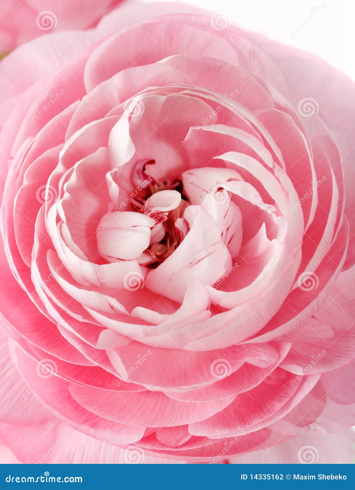 Pink Ranunculus stock photo. Image of cute, floral, bouquet - 14335162