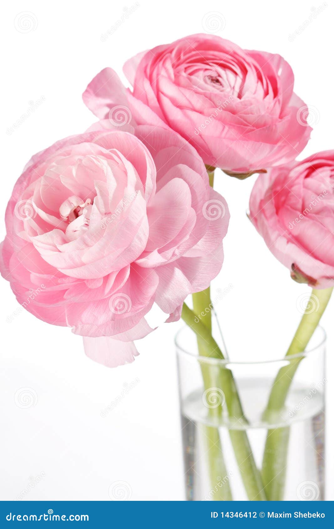 Pink Ranunculus Background. Pink Buttercups Flower.Spring Pink Flowers ...