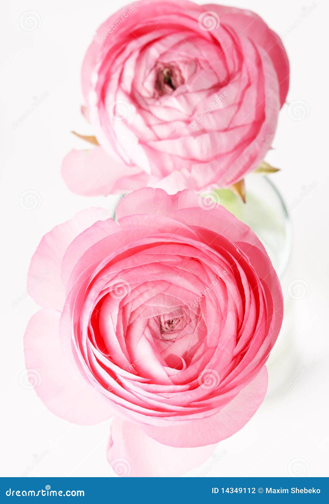 Pink Ranunculus stock photo. Image of ranunculus, leaf - 14349112