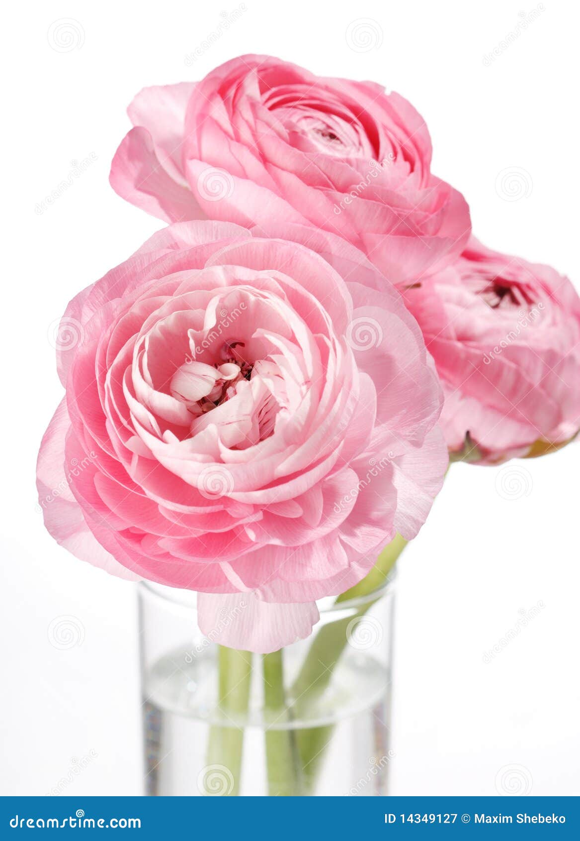 Pink Ranunculus stock image. Image of floral, ranunculus - 14349127