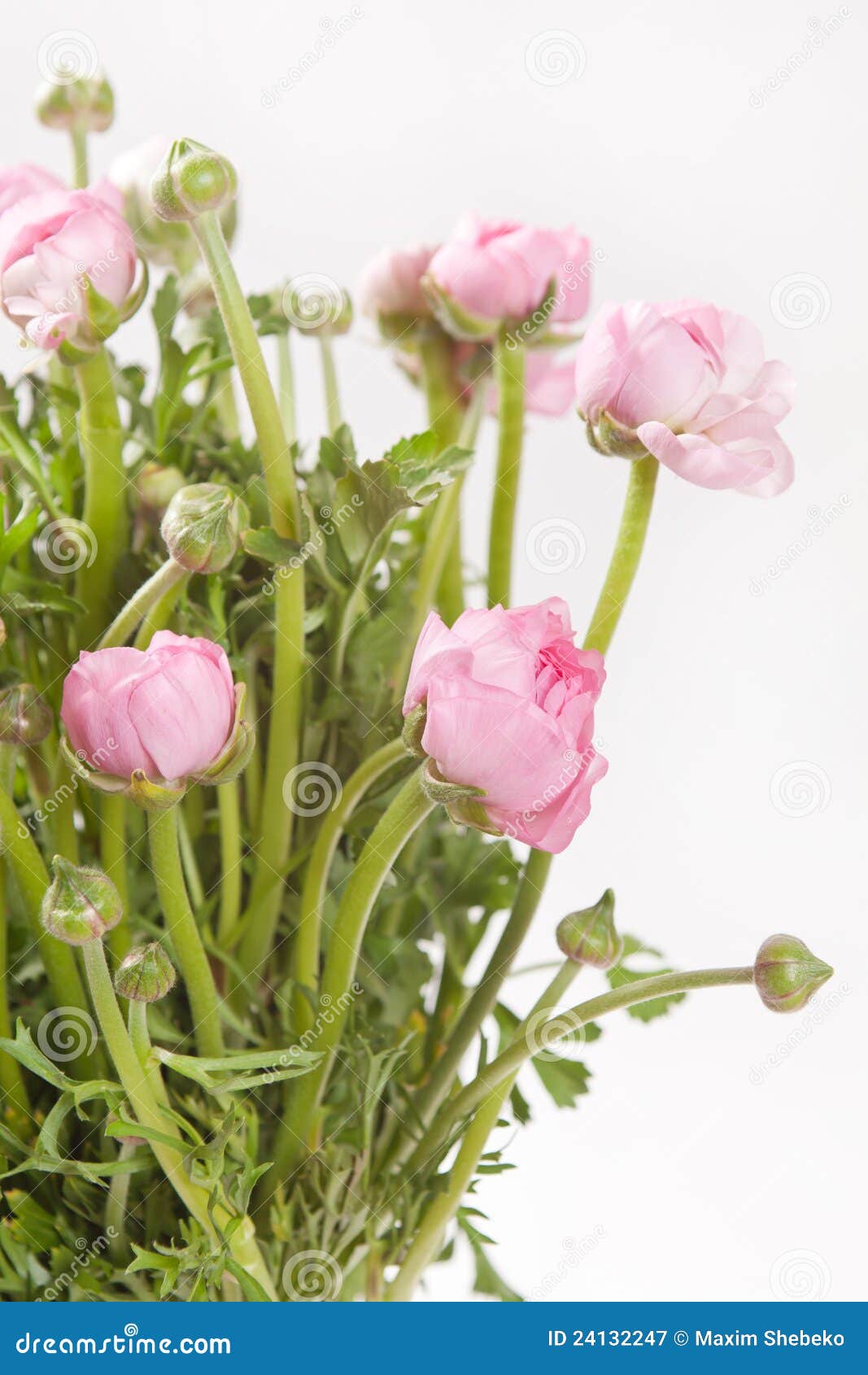 Pink Ranunculus stock image. Image of sunlight, green - 24132247
