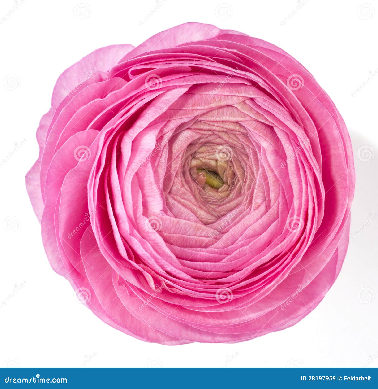 Pink ranunculus stock image. Image of blossoming, studio - 28197959