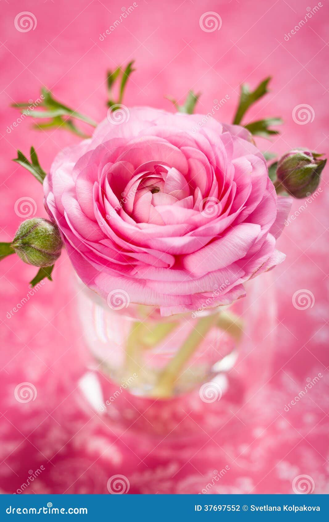 Pink ranunculus stock photo. Image of garden, decor, event - 37697552